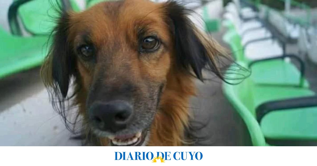 Tristeza en Puyuta por la muerte del “Carucha”, un personaje de ...