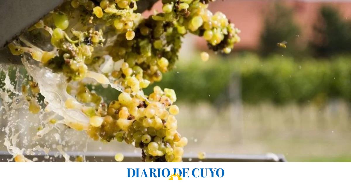 El Gobierno nacional vuelve a acorralar a la Coviar: desfinanciamiento ...