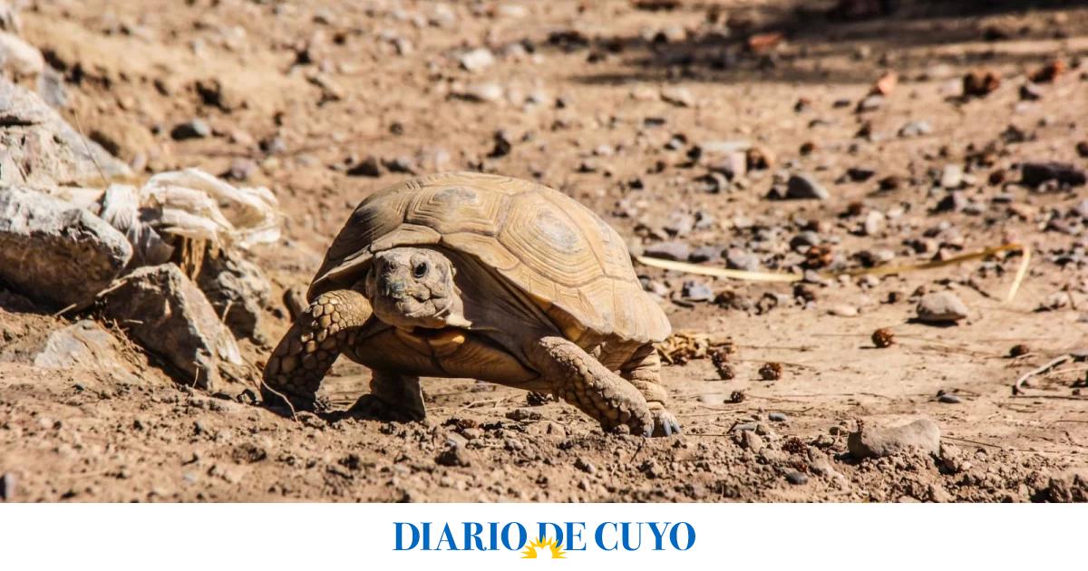 Descubrimiento científico en el Faunístico | Diario de Cuyo