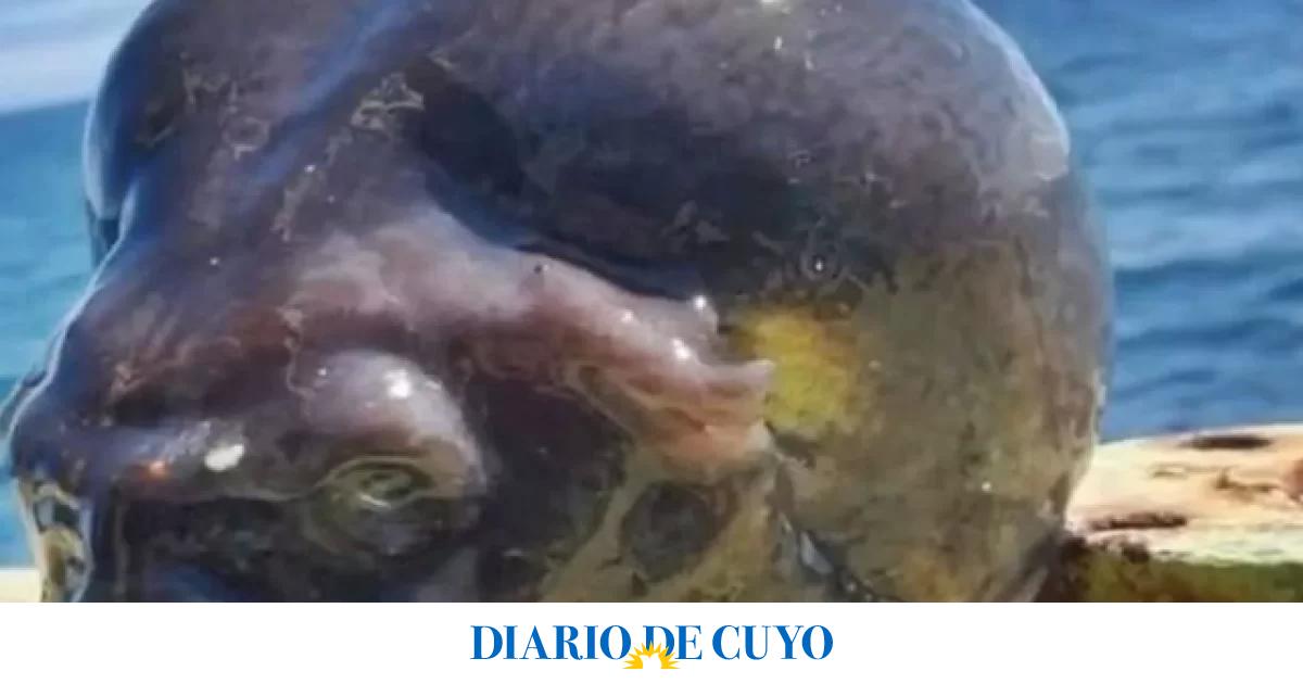 Un fotógrafo ruso encontró un extraño pez con forma de alien y generó ...