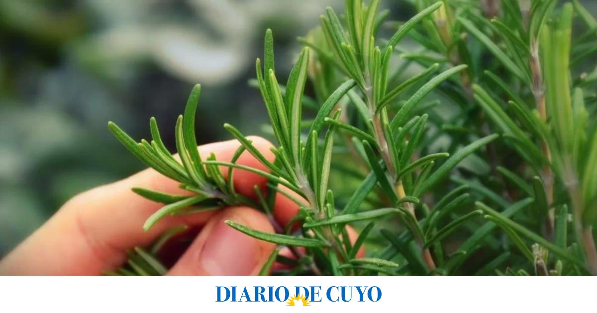 Por qué hay que limpiar la casa usando romero y cómo hacerlo de manera adecuada | Diario de Cuyo