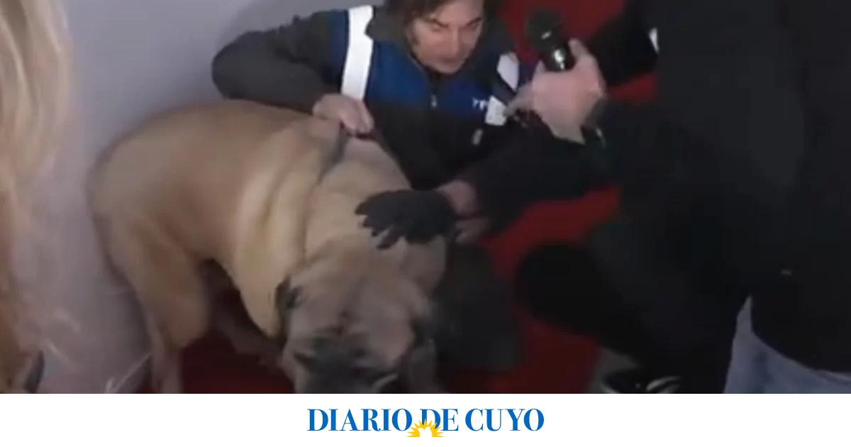 Milei sorprendió al aparecer en un streaming con su perro Conan ...