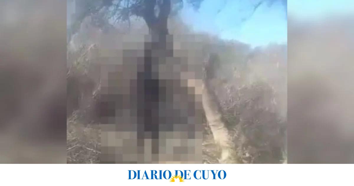 Proteccionistas hallaron a un perro ahorcado y denuncian que el ...