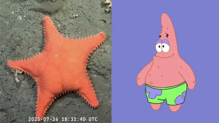 “Gary” conquista el mar argentino: El caracol del CONICET que arrasa en redes sociales | Diario ...