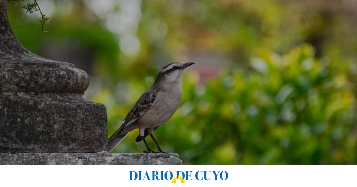 Mitos y verdades: qué anuncia el canto de una calandria | Diario de Cuyo