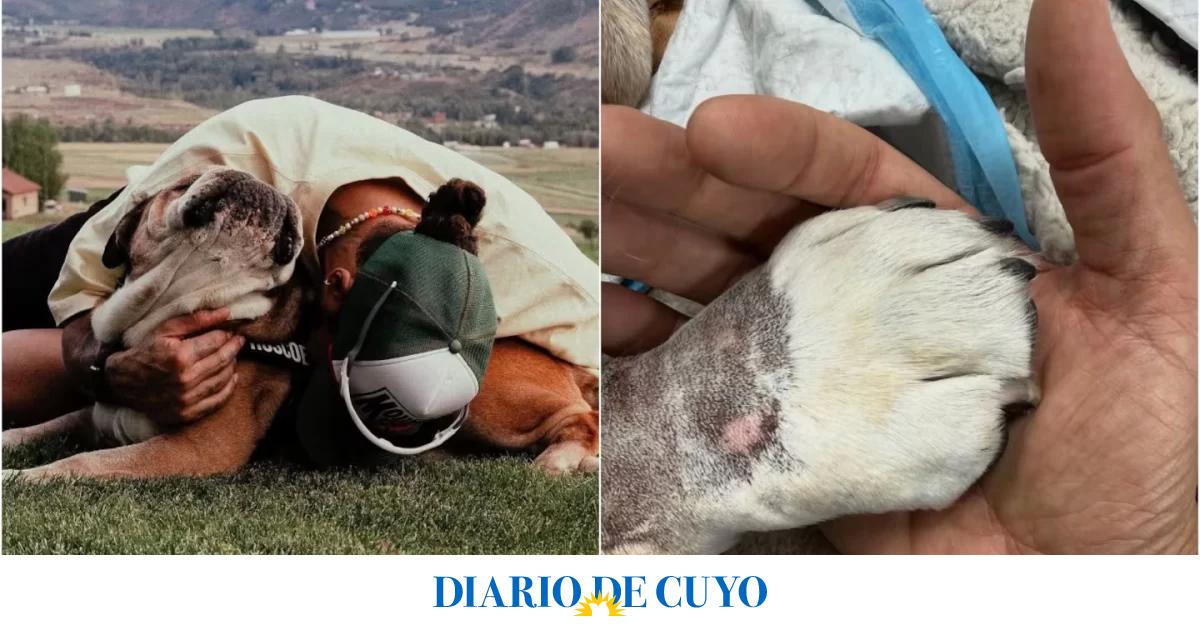 El conmovedor video de Lewis Hamilton por la muerte de Roscoe, la ...